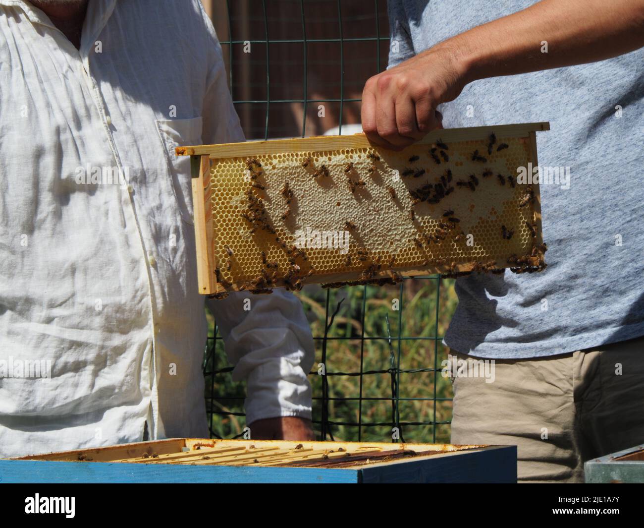 Imker, der mit Bienen und Bienenstöcken auf dem Bienenhaus arbeitet ...
