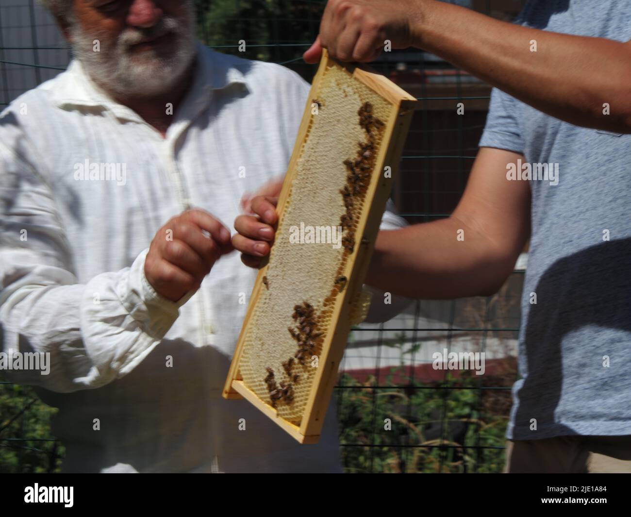 Imker, der mit Bienen und Bienenstöcken auf dem Bienenhaus arbeitet ...