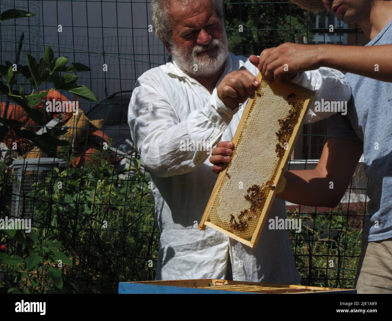 Imker, der mit Bienen und Bienenstöcken auf dem Bienenhaus arbeitet ...