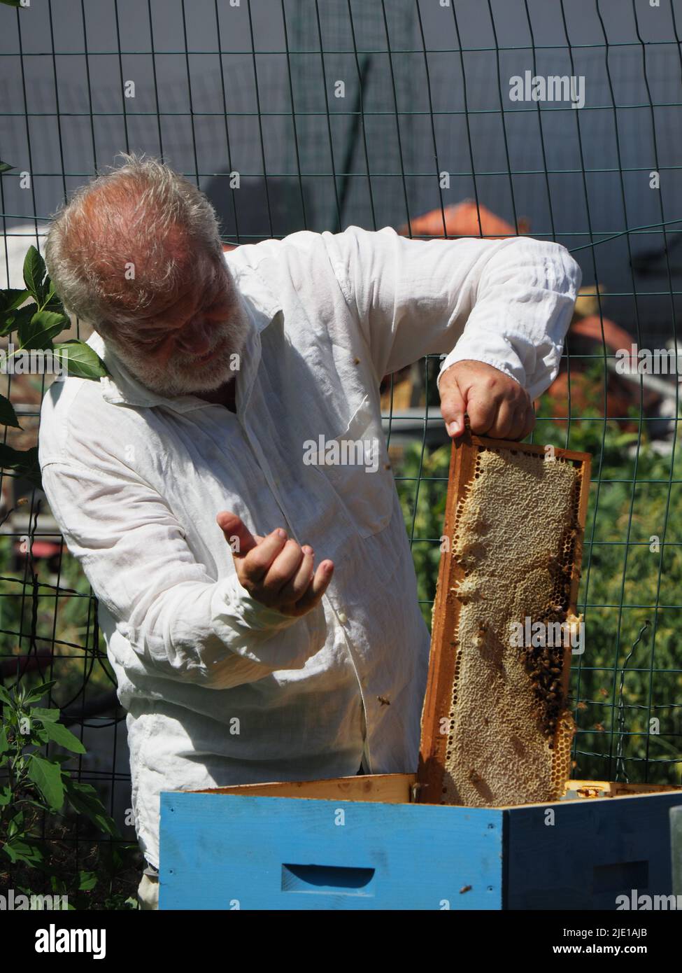 Imker, der mit Bienen und Bienenstöcken auf dem Bienenhaus arbeitet ...