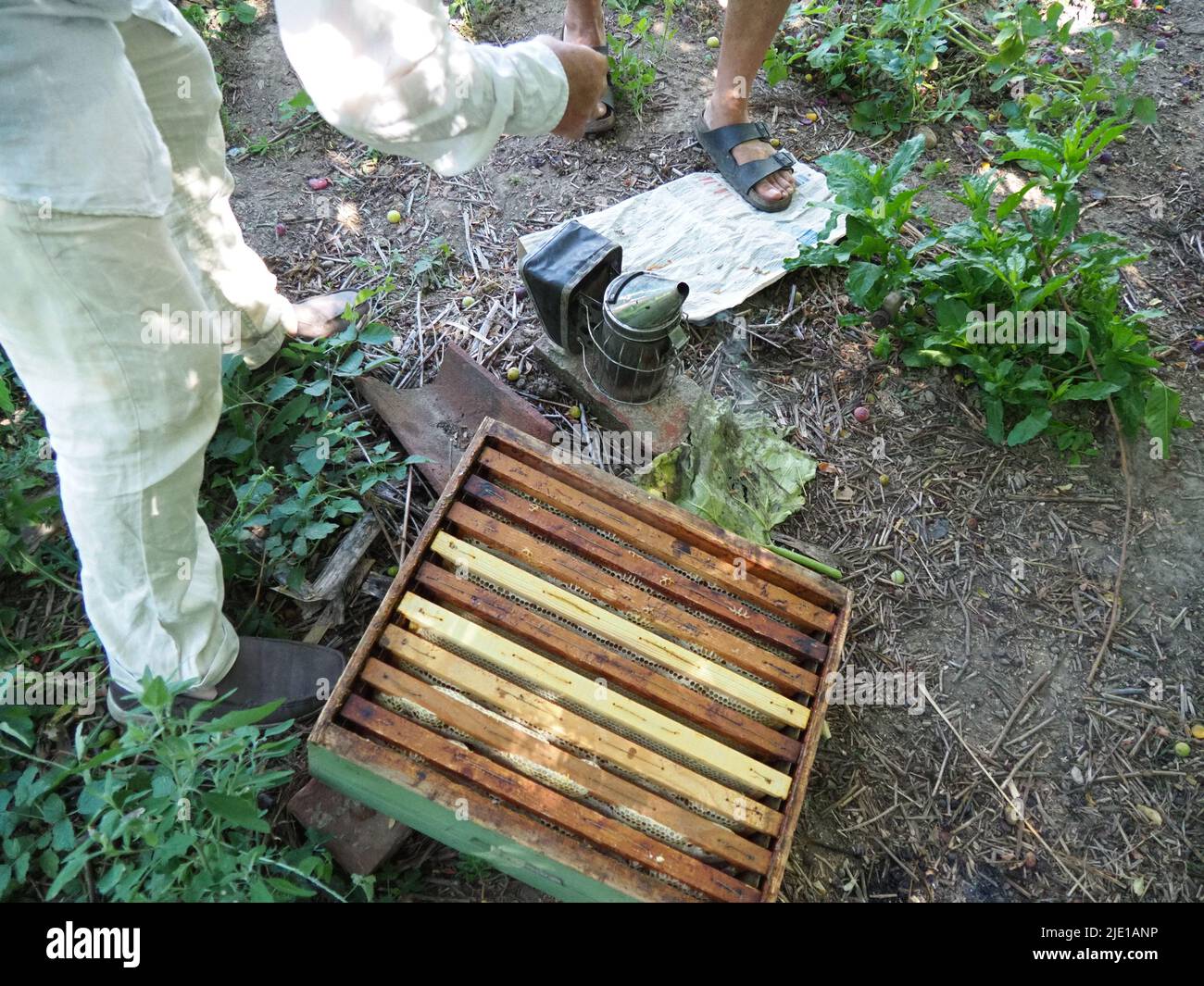 Imker, der mit Bienen und Bienenstöcken auf dem Bienenhaus arbeitet ...