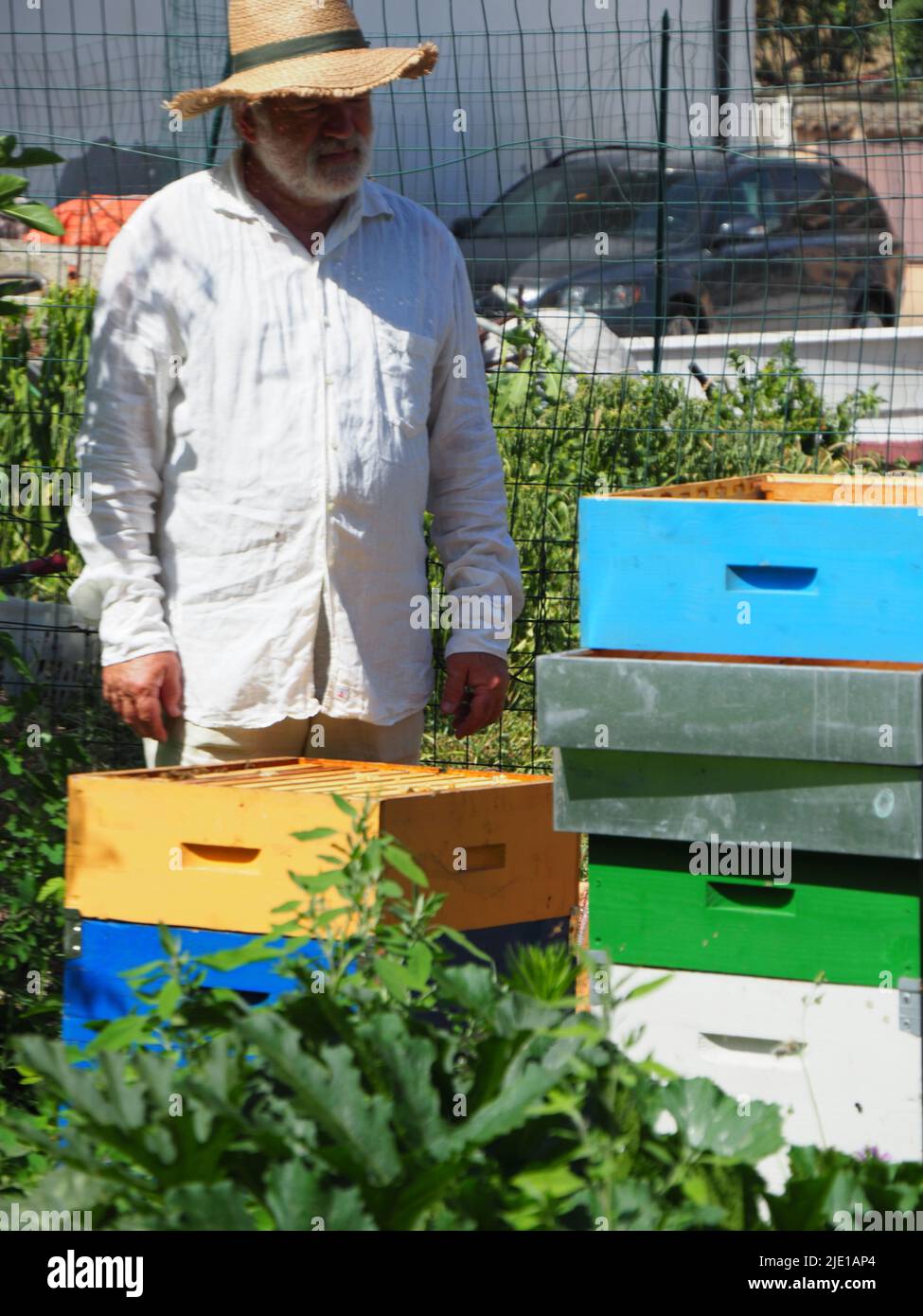 Imker, der mit Bienen und Bienenstöcken auf dem Bienenhaus arbeitet ...