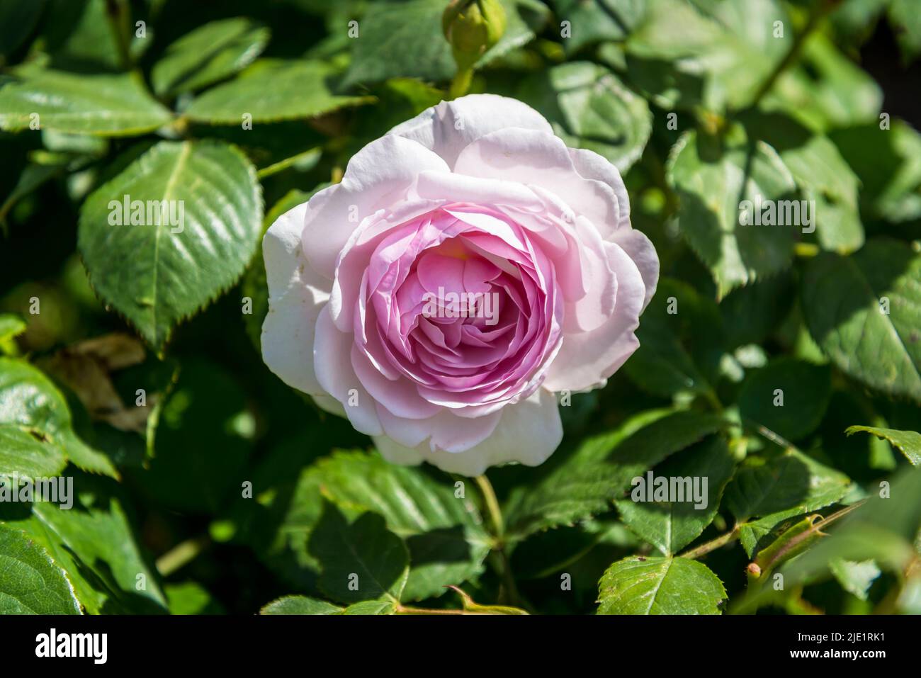 Olivia austin -Fotos und -Bildmaterial in hoher Auflösung – Alamy