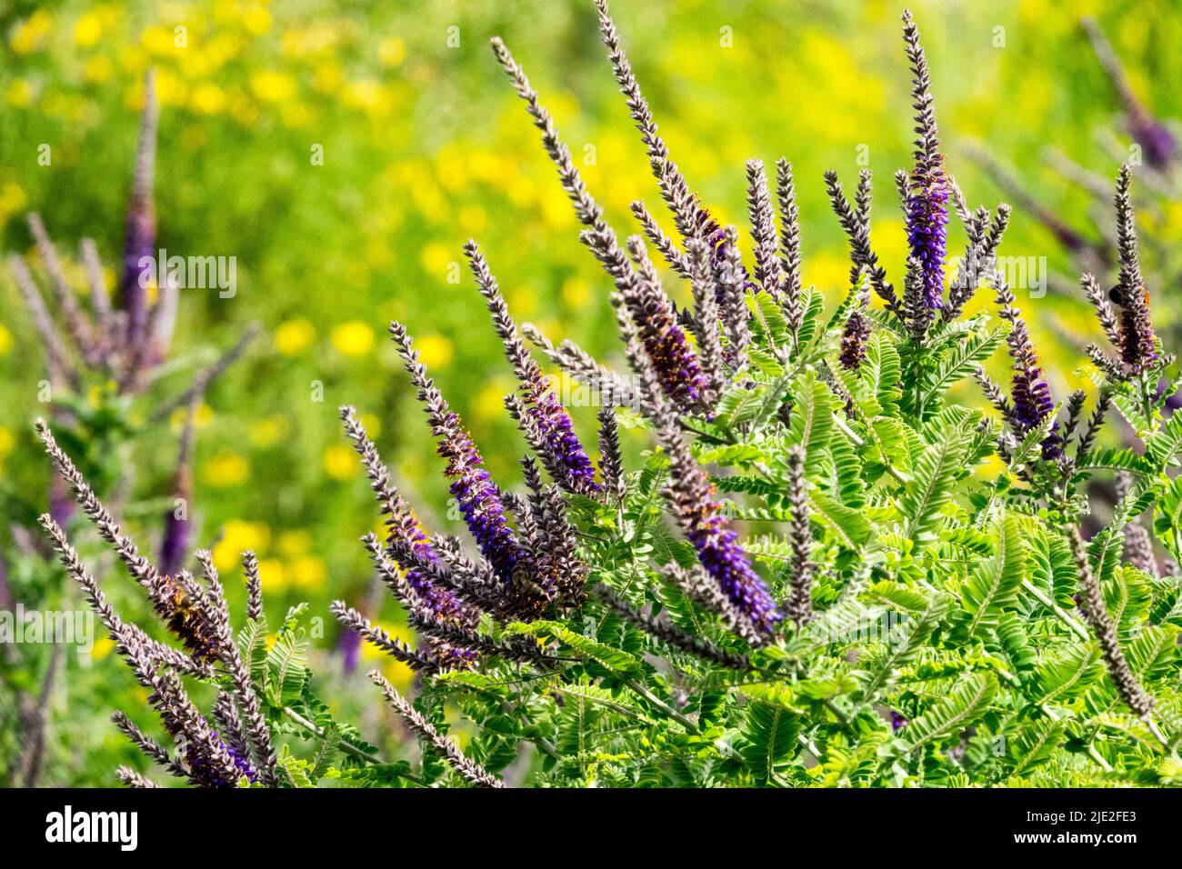 Leadplant, Amorpha fruticosa, Desert Indigo, Blau, Blumenstrauch im ...