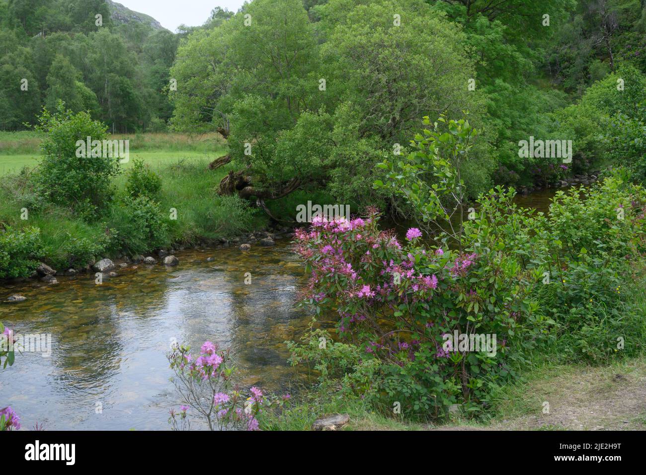 Flussufer leben -Fotos und -Bildmaterial in hoher Auflösung – Alamy