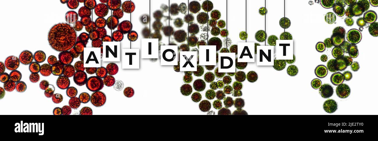 Natürliche Antioxidans Quelle Haematococcus pluvialis. Reich an ...