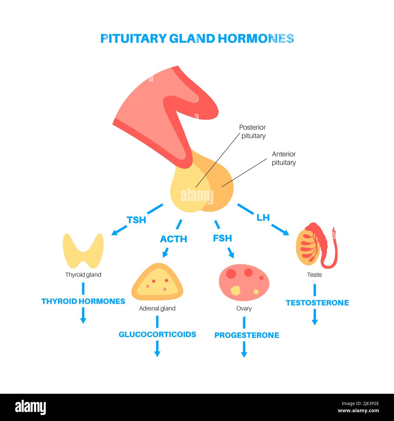 Pituitary hormone -Fotos und -Bildmaterial in hoher Auflösung – Alamy