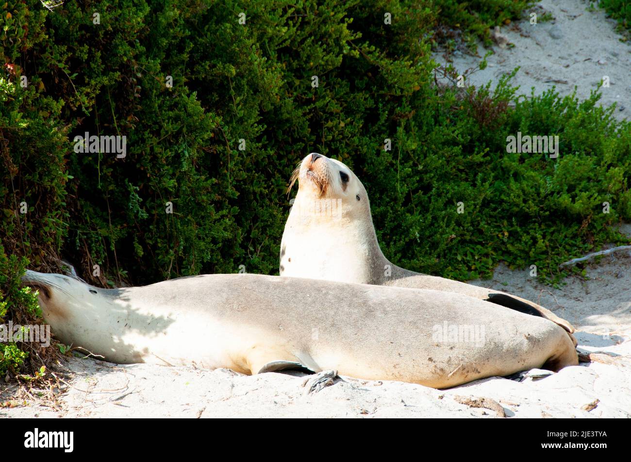 Seal bay conservation park australia -Fotos und -Bildmaterial in hoher ...