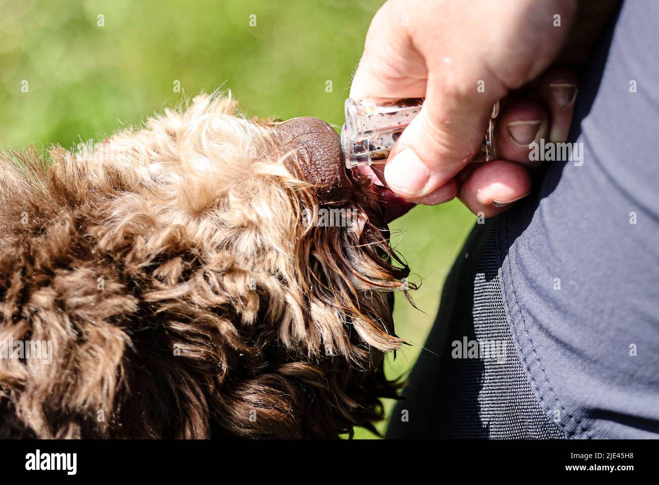 Sieverstedt, Deutschland. 16.. Juni 2022. Der Sniffer-Hund „Enzo ...