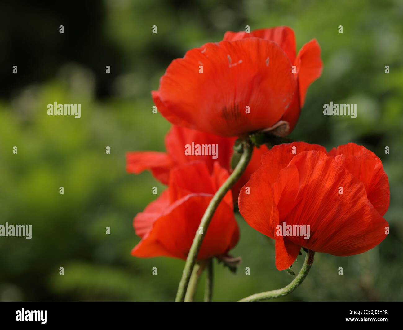 Mohn blumen makro -Fotos und -Bildmaterial in hoher Auflösung - Seite 28 - Alamy