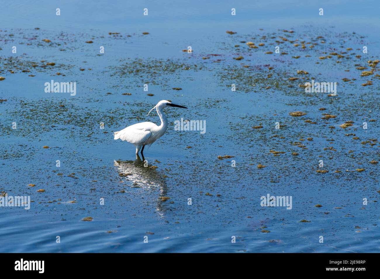 Jagd toskana -Fotos und -Bildmaterial in hoher Auflösung – Alamy