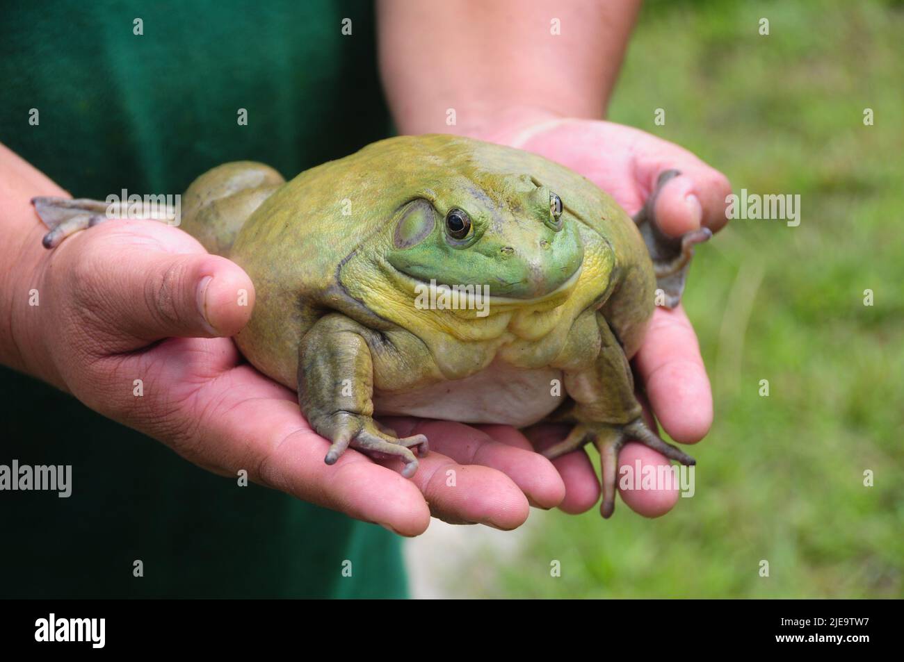 African bullfrog -Fotos und -Bildmaterial in hoher Auflösung – Alamy