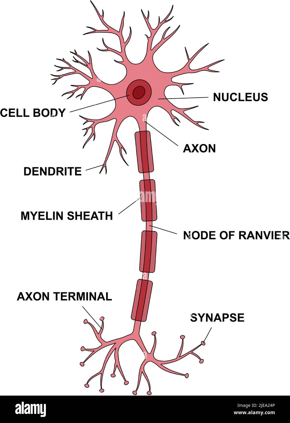 Neuronanatomie mit Beschreibung der Hauptteile. Aufbau einer ...