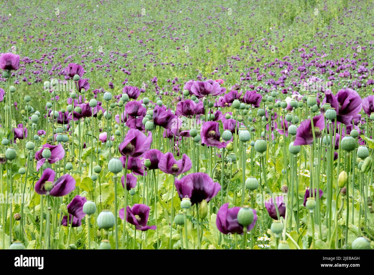 Schlafmohn mohnfeld -Fotos und -Bildmaterial in hoher Auflösung – Alamy