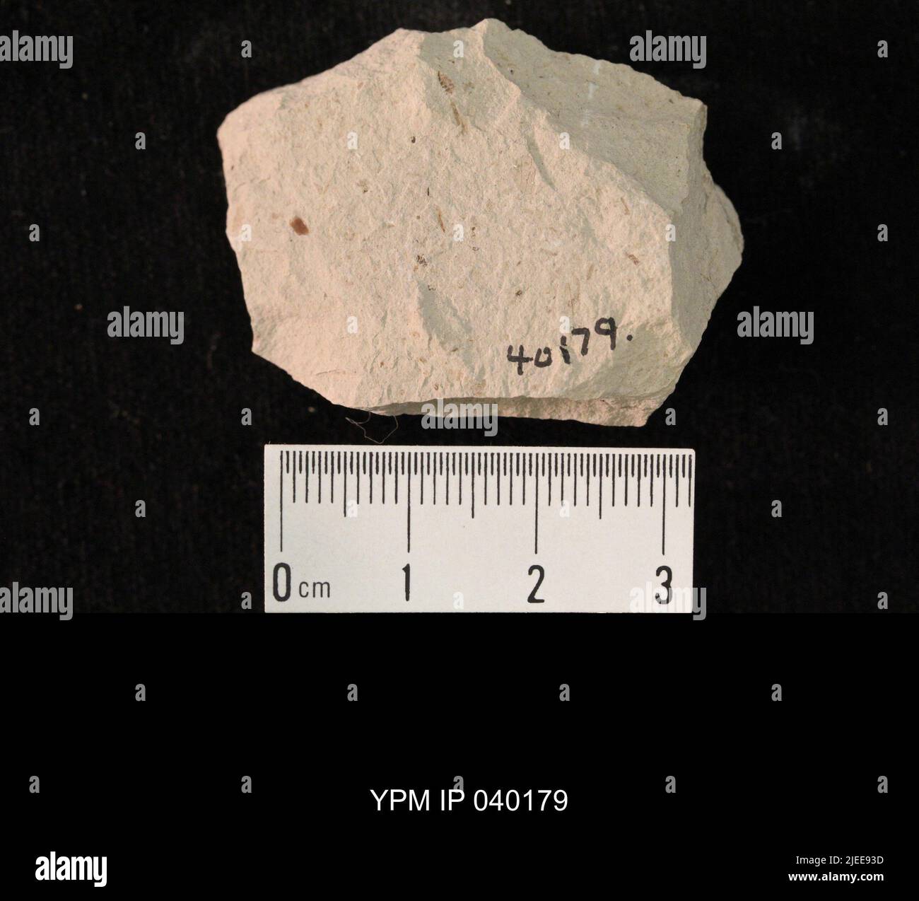 Hexapoda. IPC.01784: Kansas. Dickinson County. In der Nähe von ...