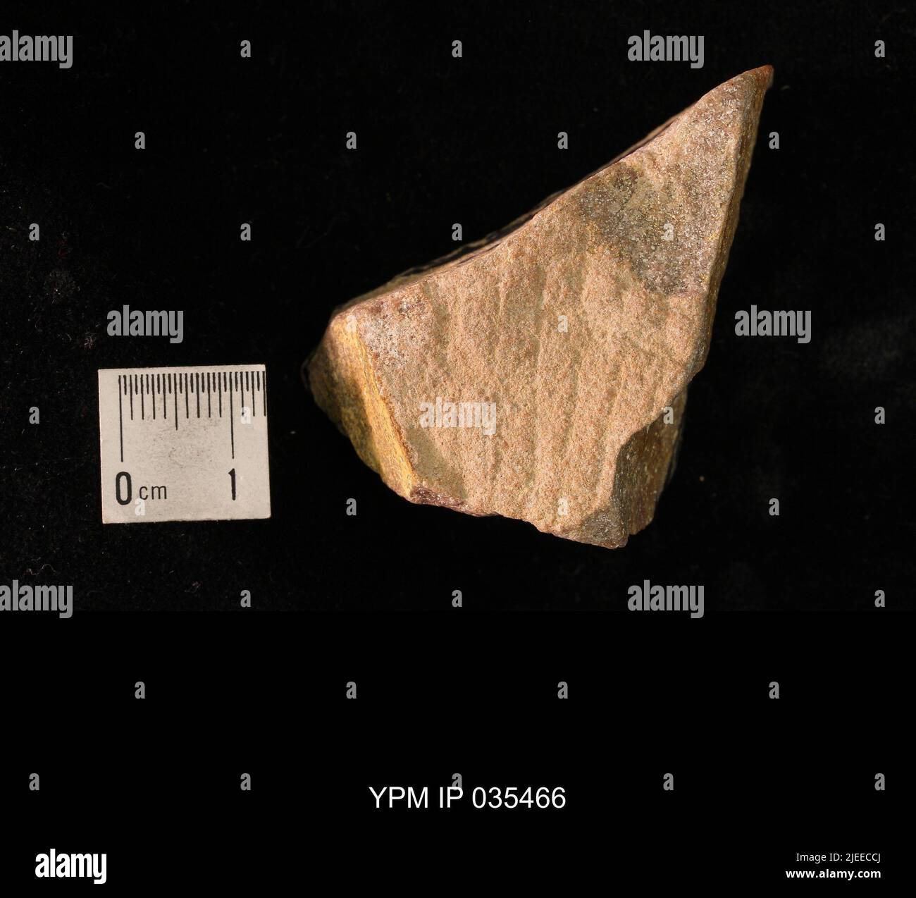 Dickinsonia costata sprigg animalia -Fotos und -Bildmaterial in hoher ...