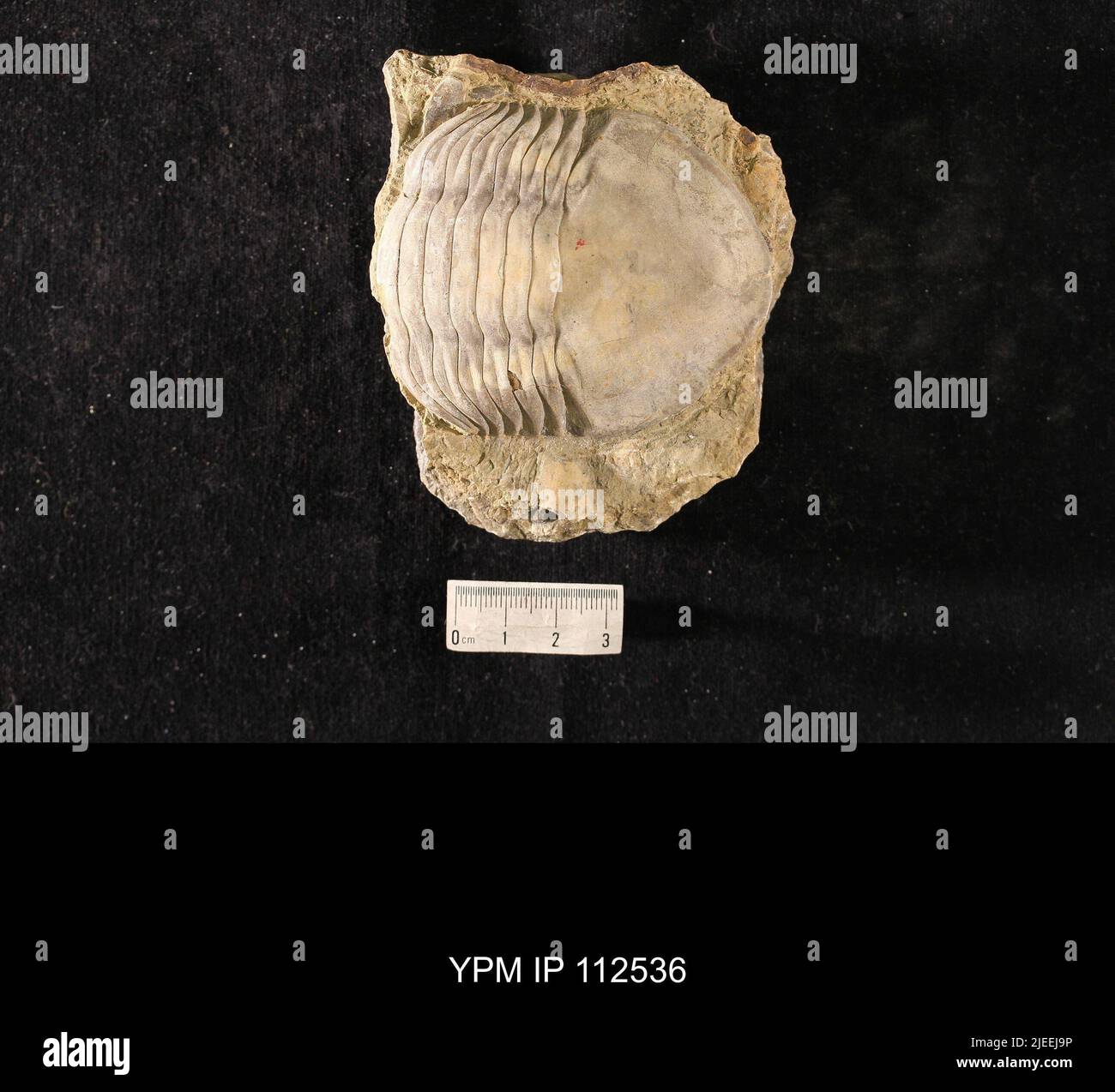 Isotelus maximus -Fotos und -Bildmaterial in hoher Auflösung – Alamy