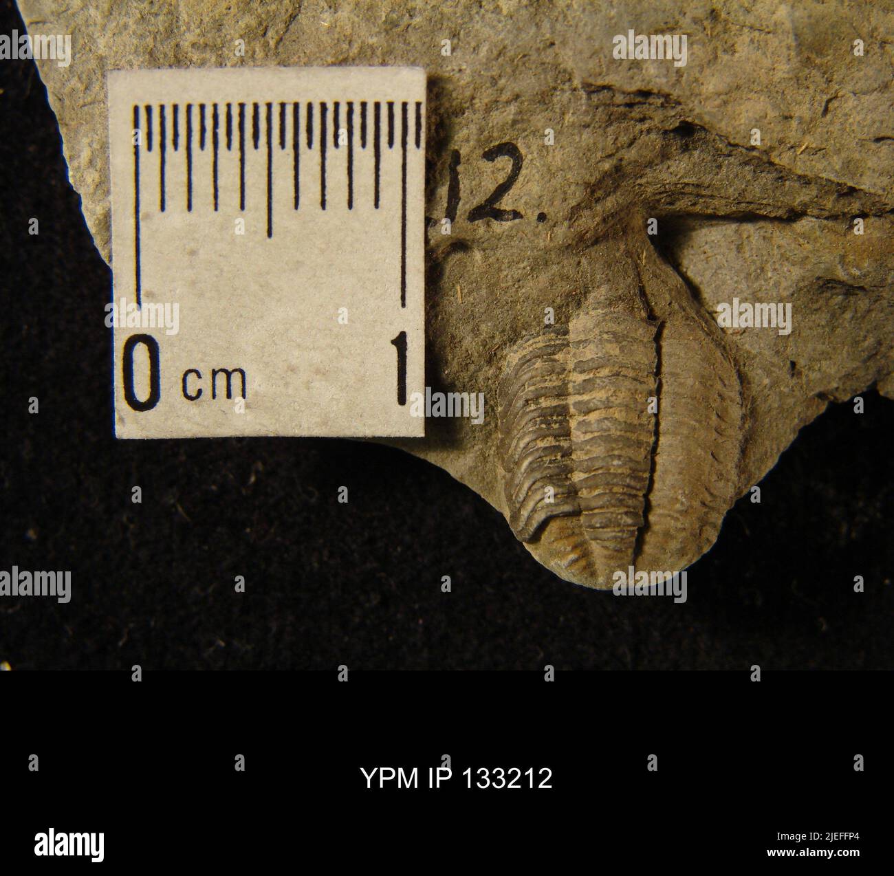 Phacops rana -Fotos und -Bildmaterial in hoher Auflösung – Alamy