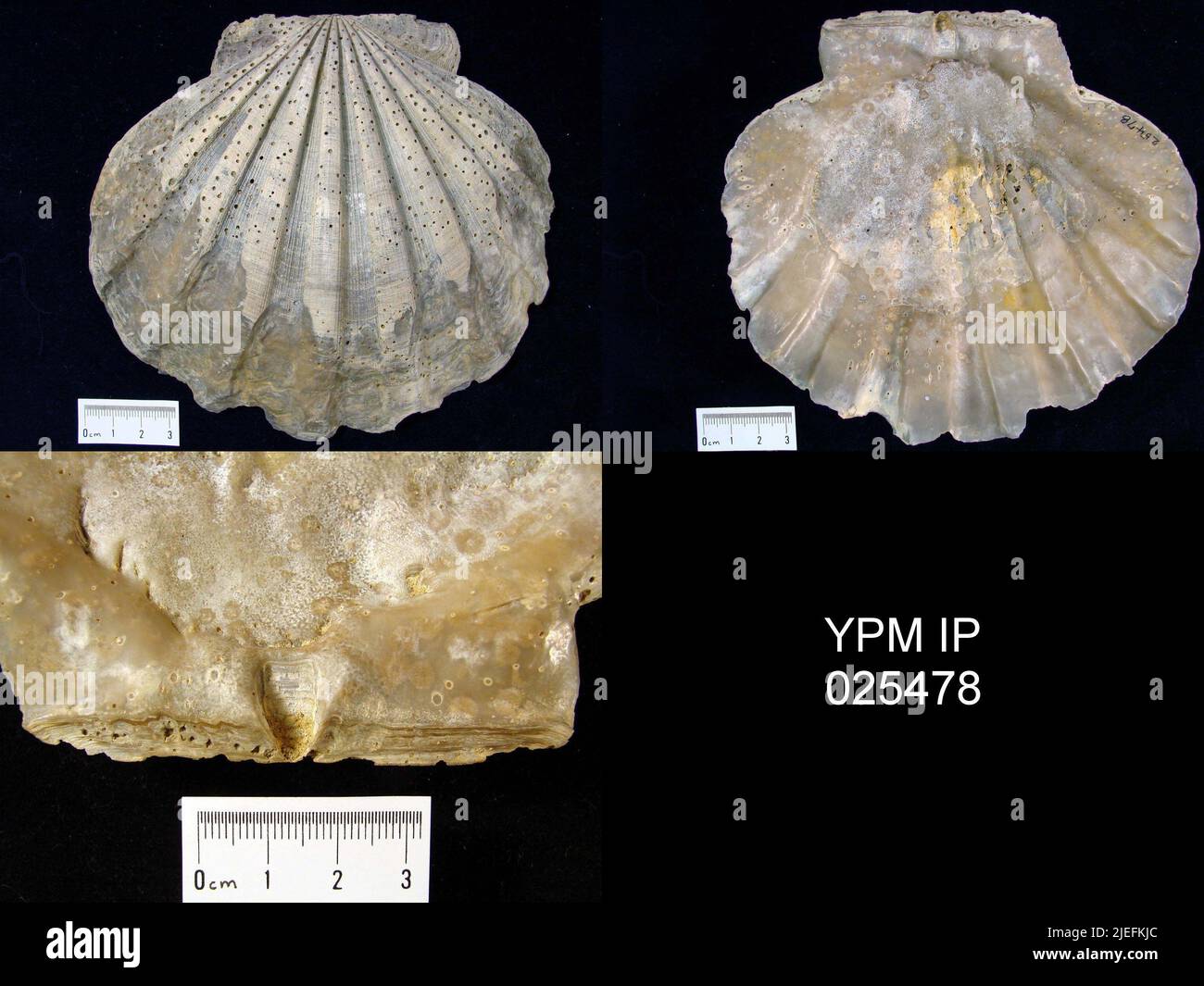 Pecten sp -Fotos und -Bildmaterial in hoher Auflösung – Alamy