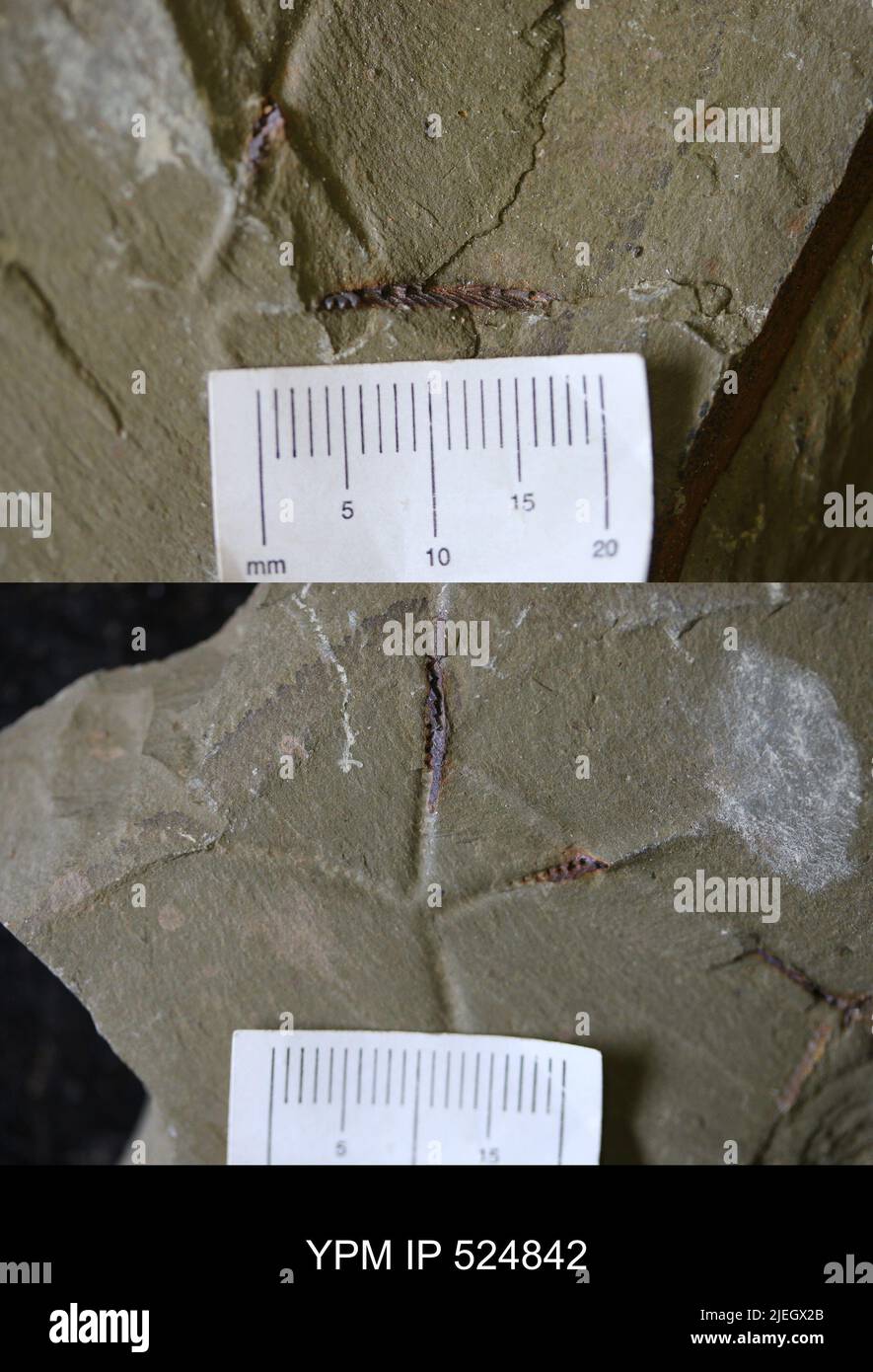 Graptoloide entwicklung -Fotos und -Bildmaterial in hoher Auflösung – Alamy