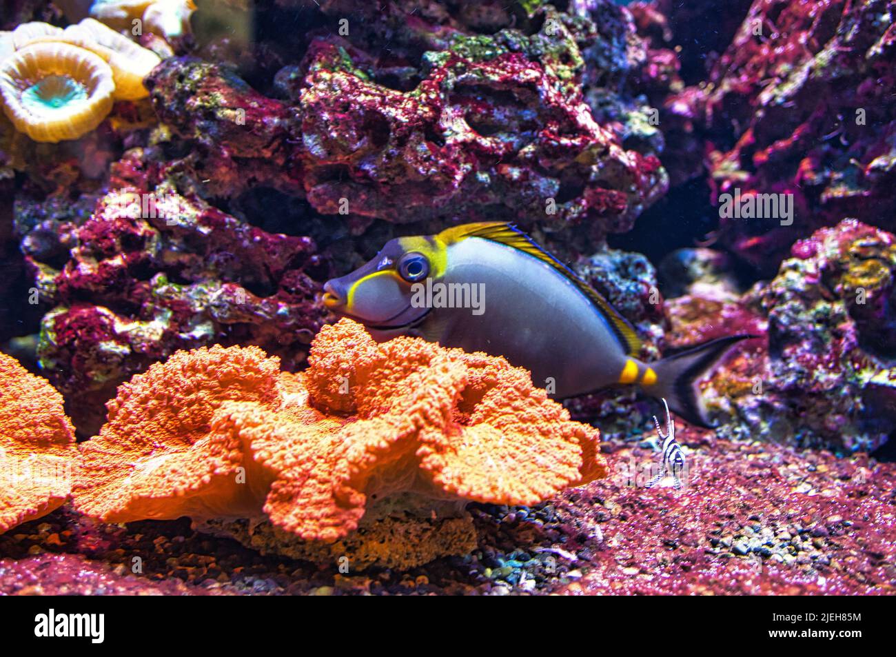 Korallen und Fische im Meerwasseraquarium. Beobachtung der Unterwasserwelt. Tier und Pflanzen ...