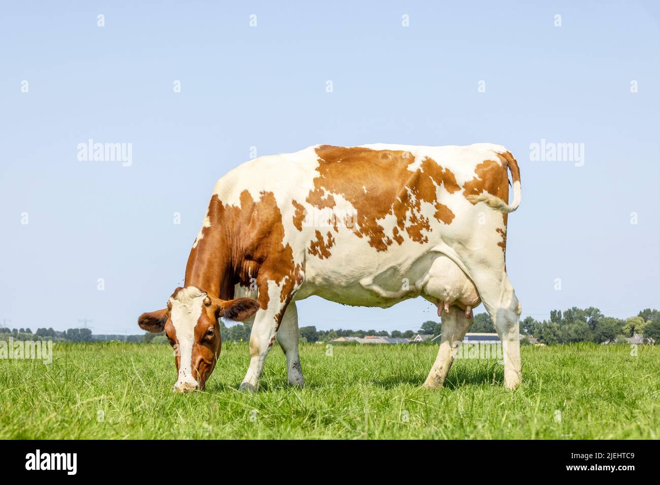 Cows udder cow udder udders -Fotos und -Bildmaterial in hoher Auflösung ...