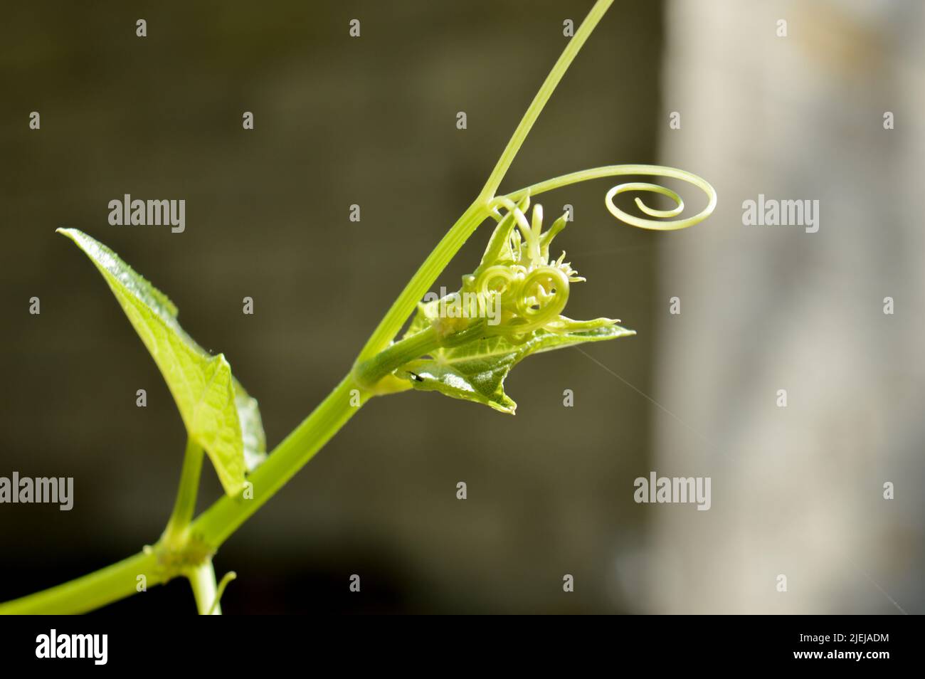 Lebendige beispiele -Fotos und -Bildmaterial in hoher Auflösung – Alamy