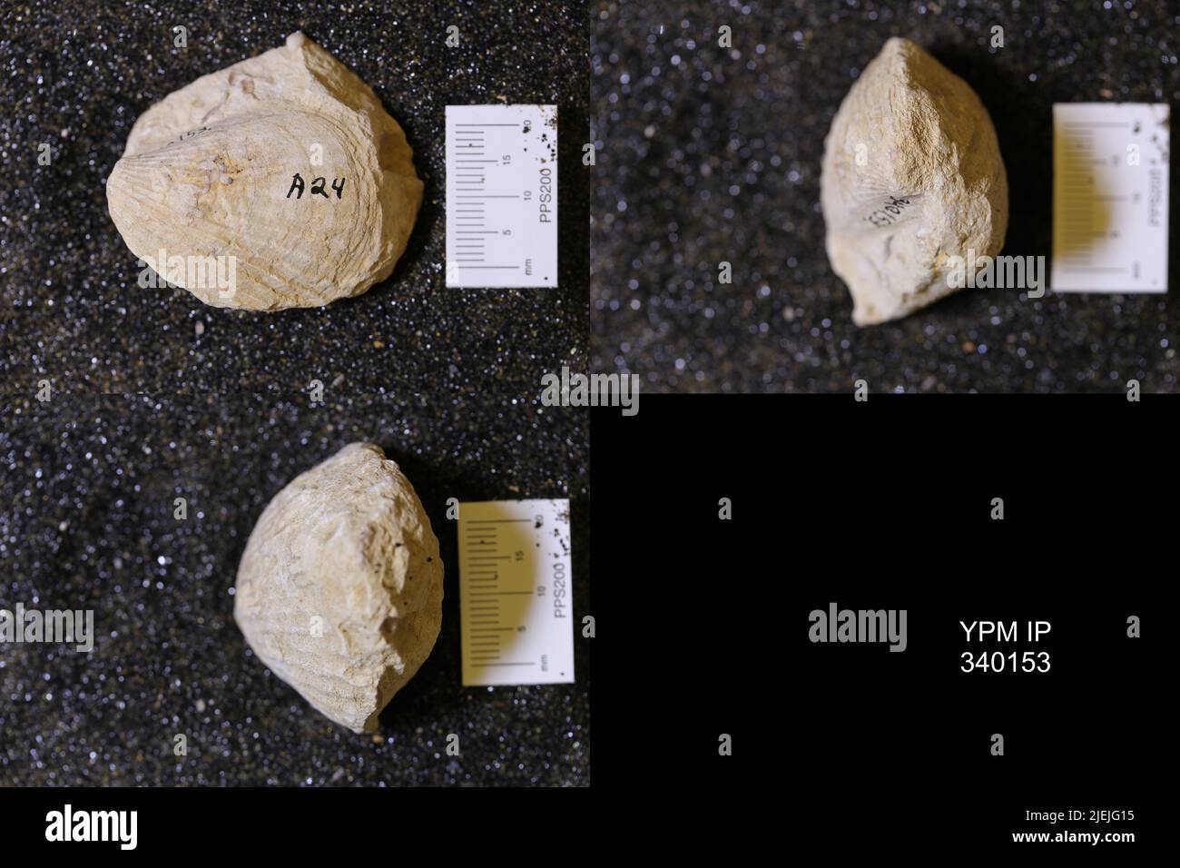 Pecten sp -Fotos und -Bildmaterial in hoher Auflösung – Alamy