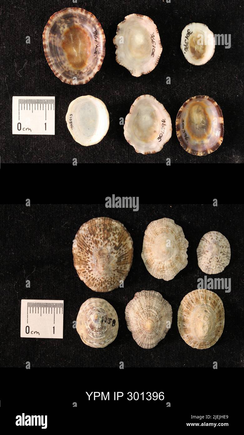 Testudinalia testudinalis -Fotos und -Bildmaterial in hoher Auflösung ...