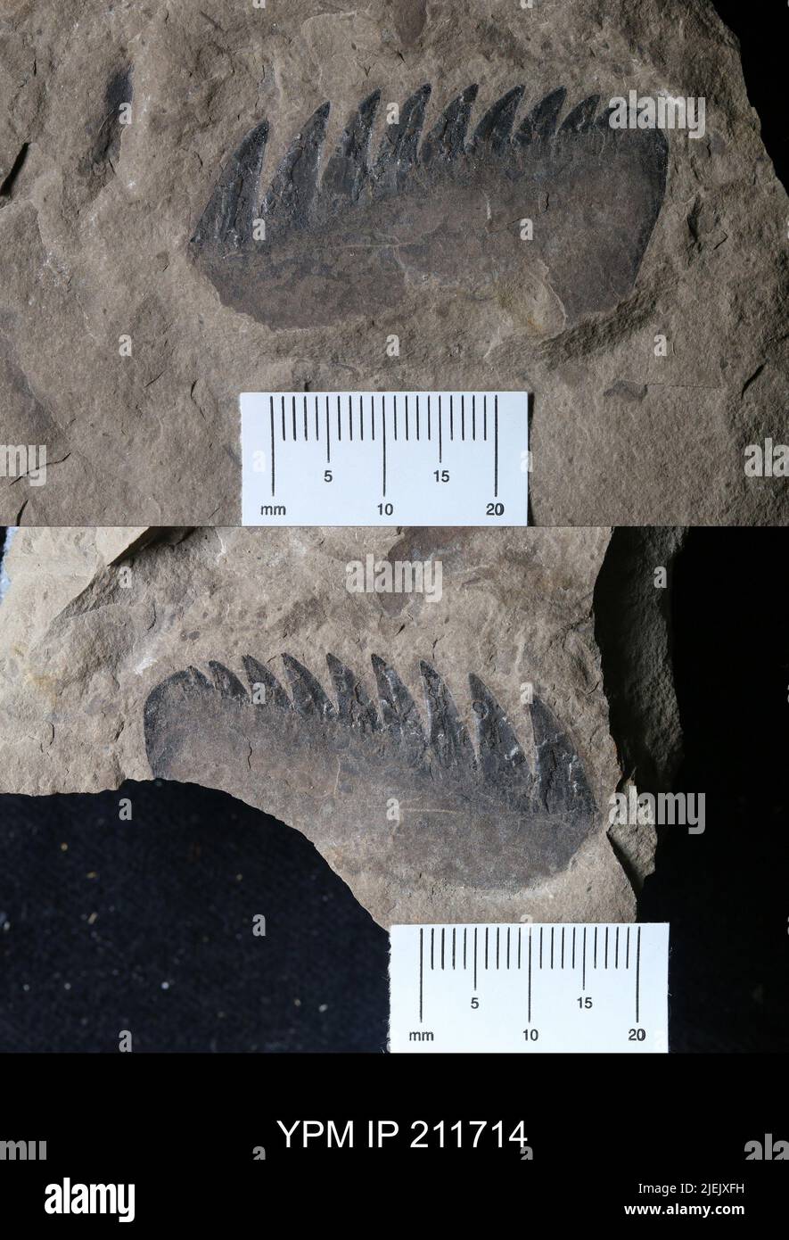 Pterygotus acutiramus macrophthalmus hall animalia -Fotos und ...