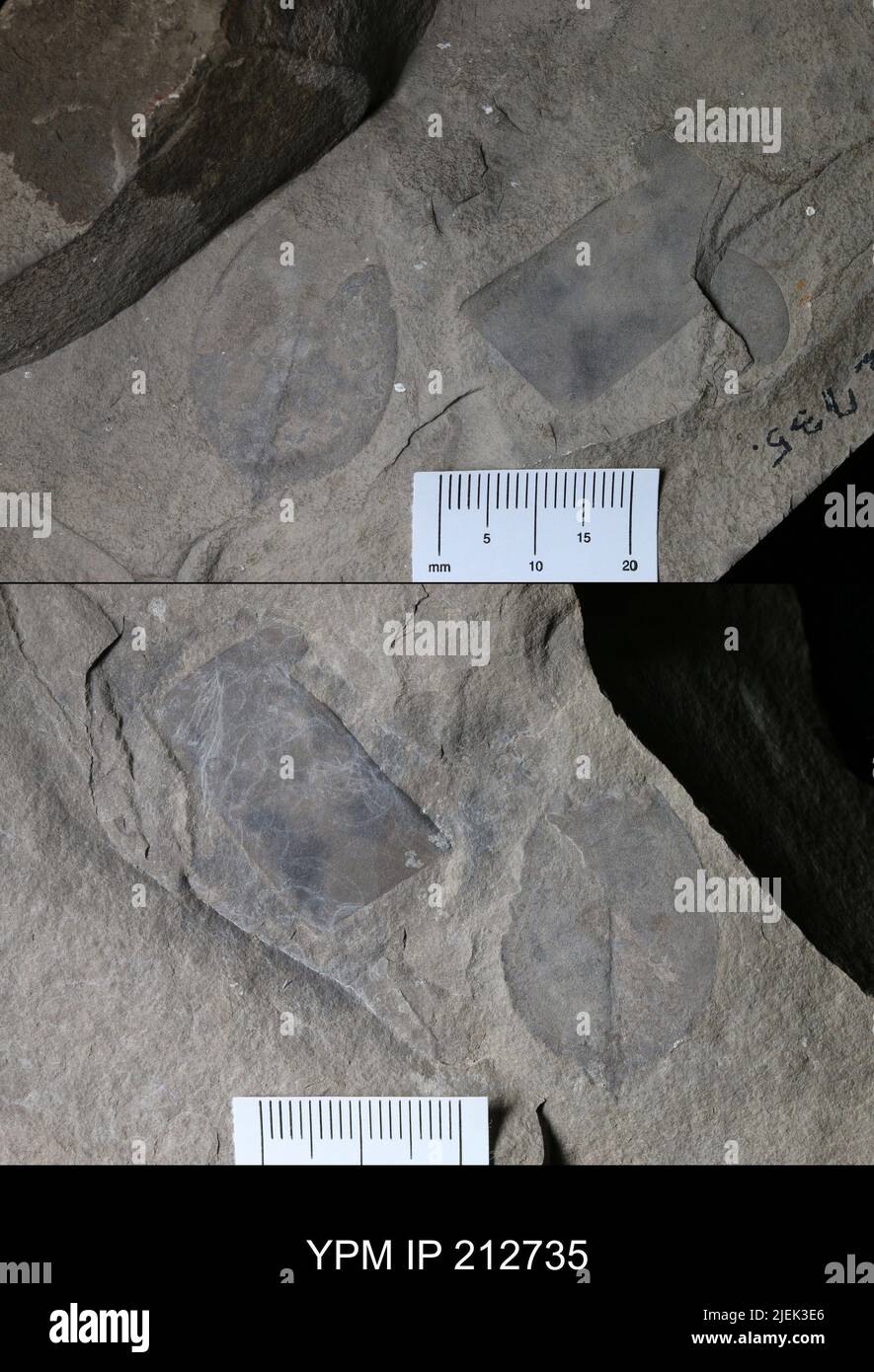 Pterygotus acutiramus macrophthalmus hall animalia -Fotos und ...