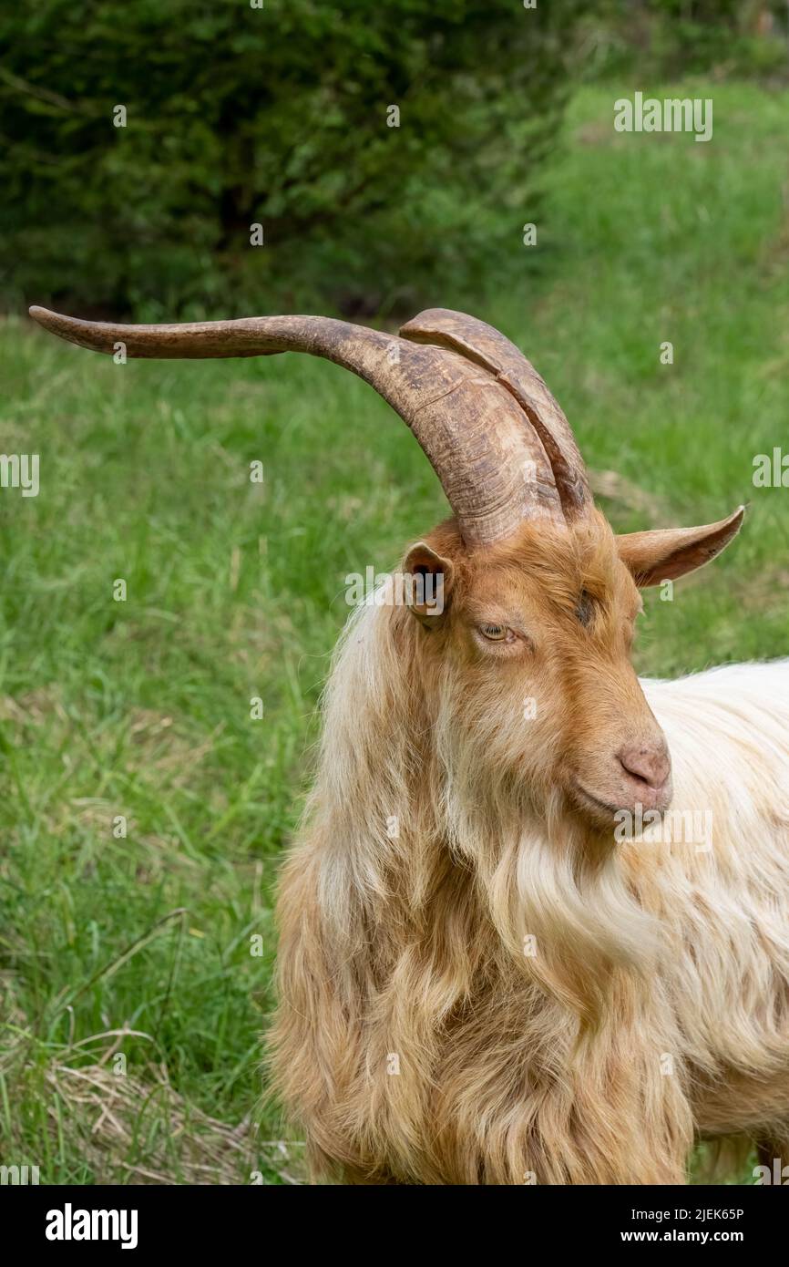 Ziege mit langen hörnern -Fotos und -Bildmaterial in hoher Auflösung ...