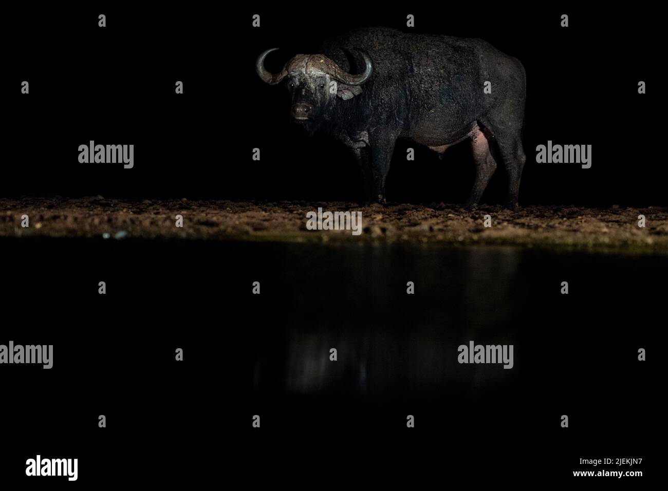 Afrikanischer buf -Fotos und -Bildmaterial in hoher Auflösung – Alamy