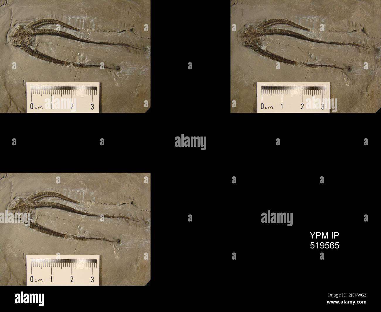 Ophiuroidea sp -Fotos und -Bildmaterial in hoher Auflösung – Alamy