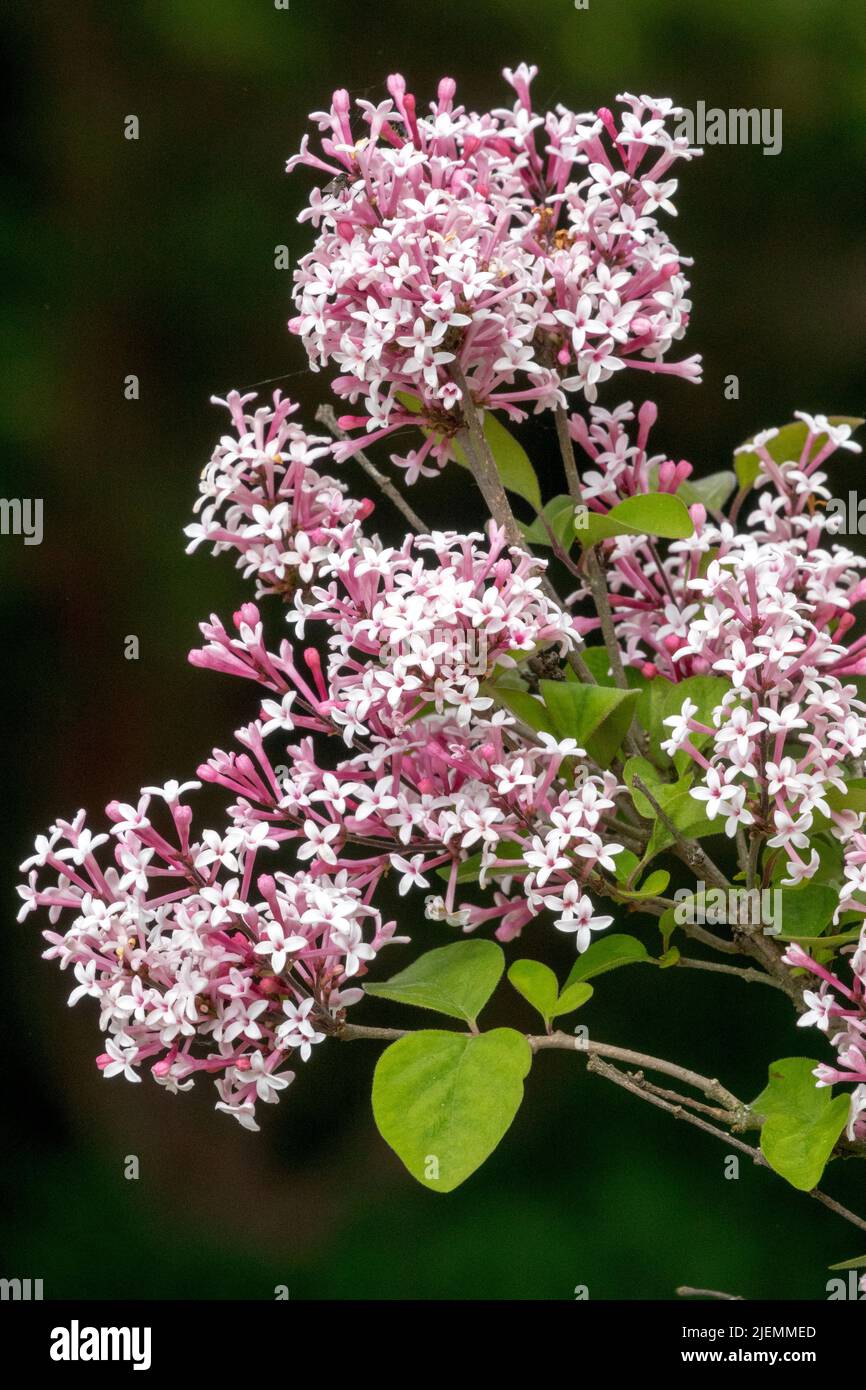 Syringa microphylla 'Superba', Pink, Lilac, Syringa, Superba, Gemeiner ...