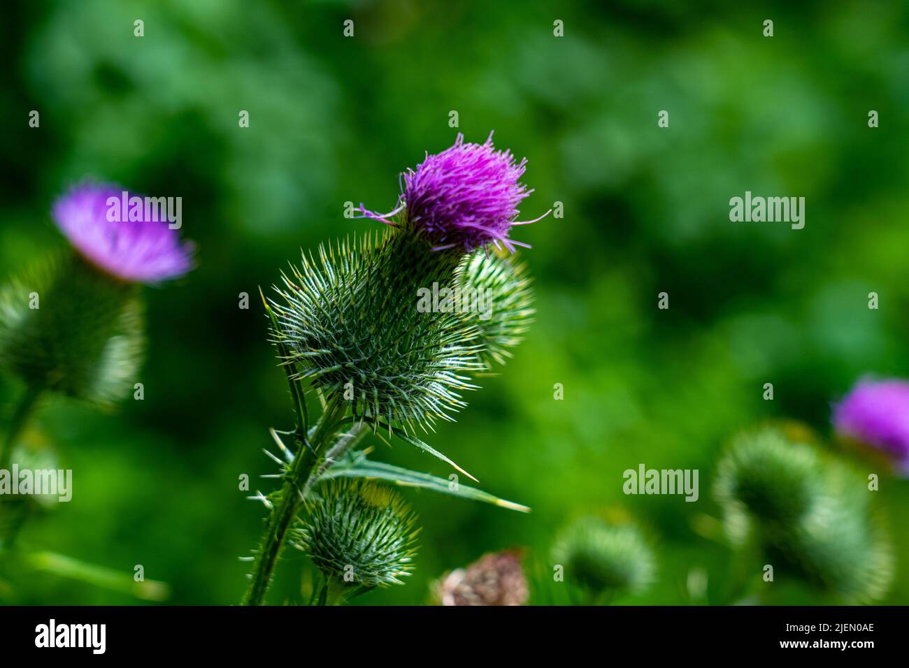 Lila disteln -Fotos und -Bildmaterial in hoher Auflösung – Alamy