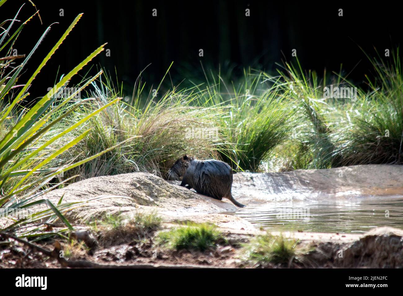One otter -Fotos und -Bildmaterial in hoher Auflösung – Alamy