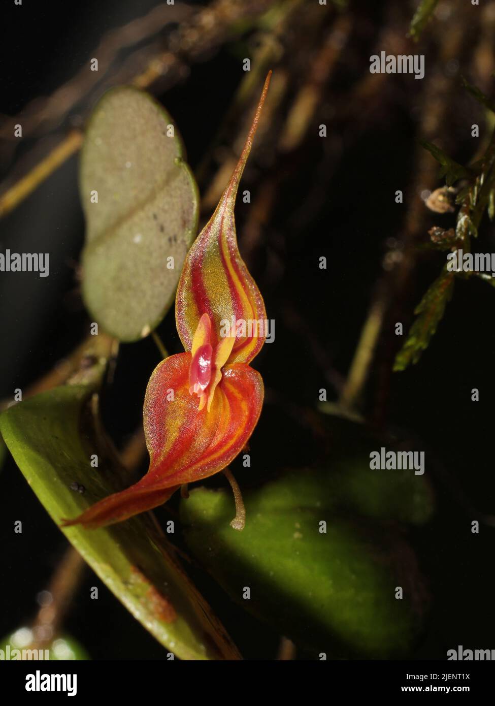 Orchid miniature -Fotos und -Bildmaterial in hoher Auflösung – Alamy
