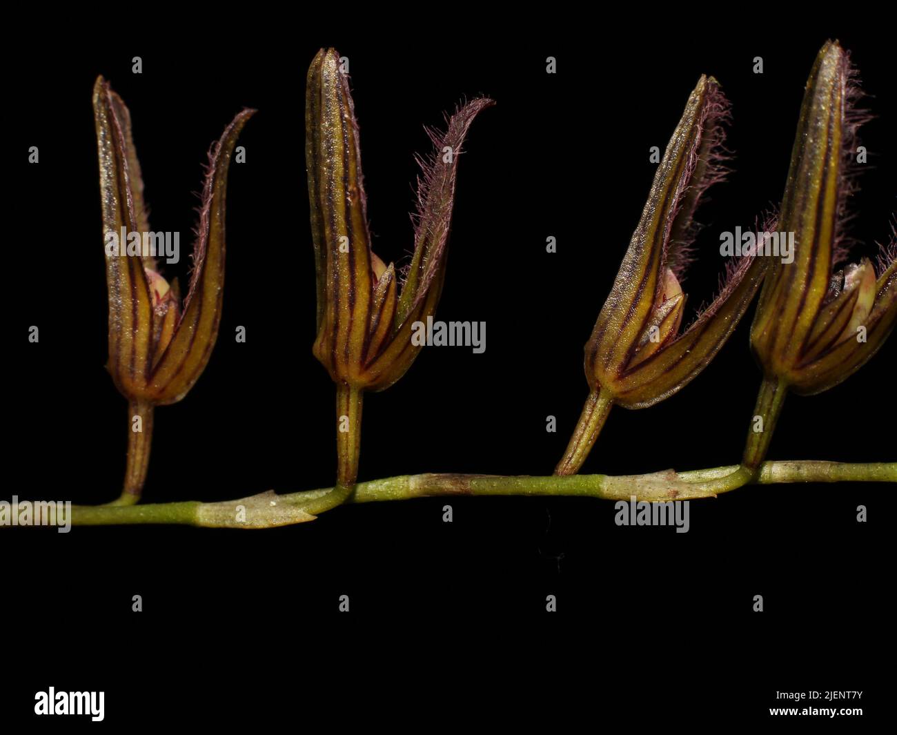Miniatura di orchidee -Fotos und -Bildmaterial in hoher Auflösung – Alamy