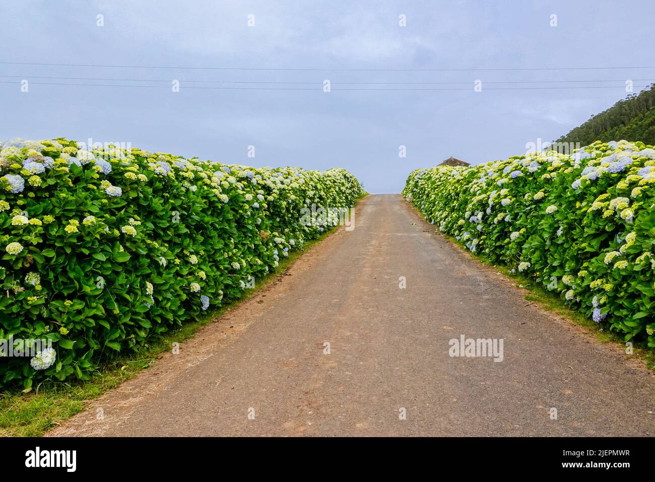 Azoren arten -Fotos und -Bildmaterial in hoher Auflösung – Alamy