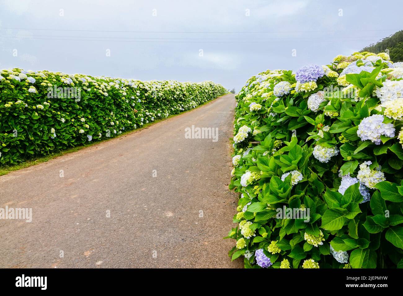 Azoren arten -Fotos und -Bildmaterial in hoher Auflösung – Alamy