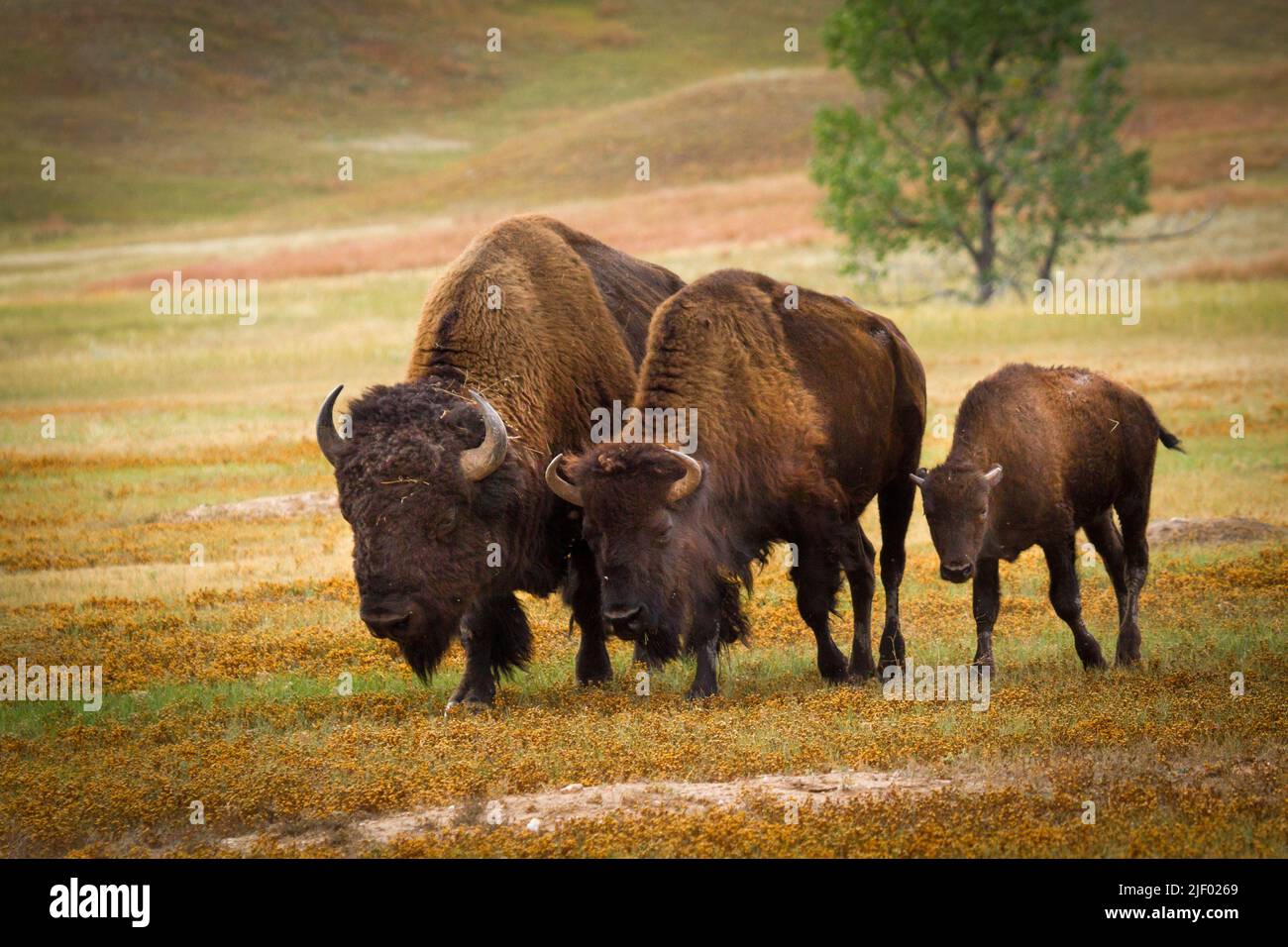 Bison family -Fotos und -Bildmaterial in hoher Auflösung – Alamy