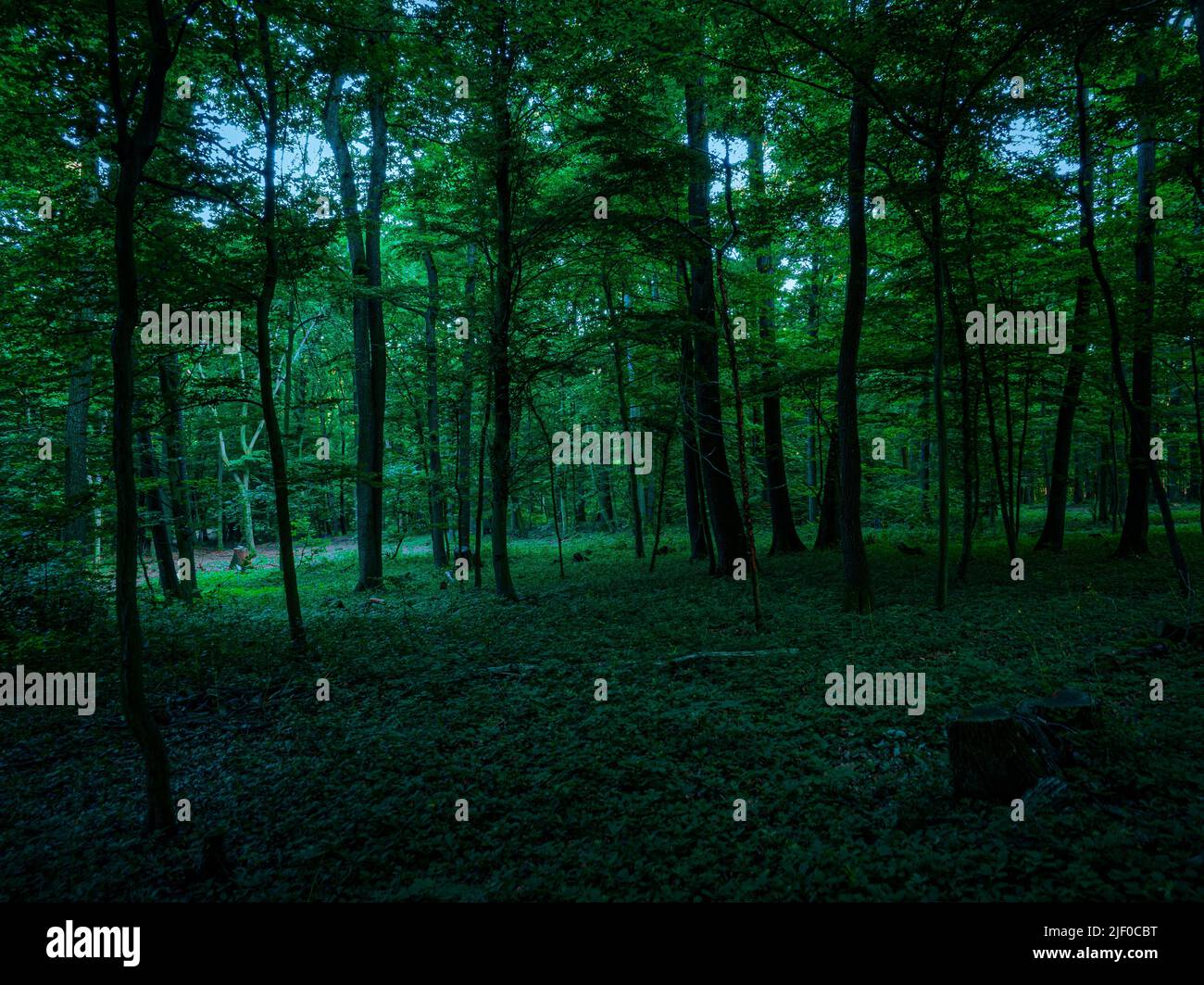 Dickes unterholz -Fotos und -Bildmaterial in hoher Auflösung – Alamy