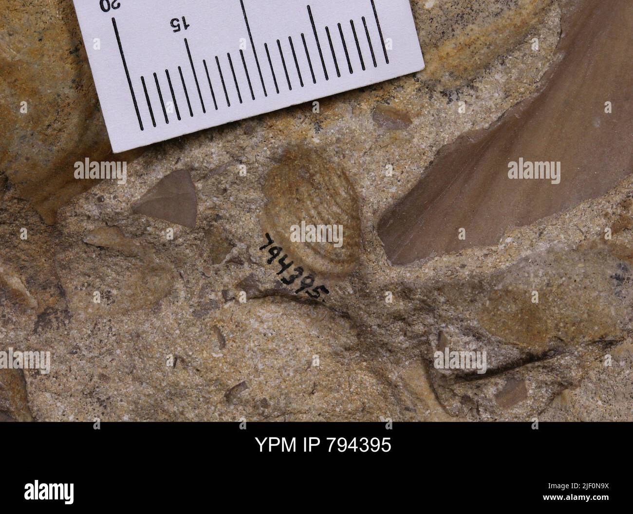 Inoceramus labiatus animalia -Fotos und -Bildmaterial in hoher ...