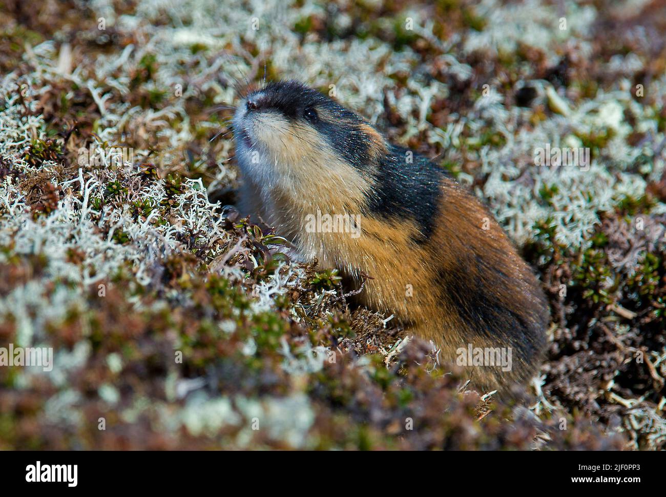 Norway lemming lemmus lemmus Stockfotos und -bilder Kaufen - Alamy
