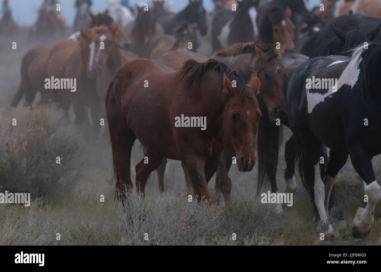 Pferdeherde in Colorado auf staubiger Landschaft. Bewegende Herde ...