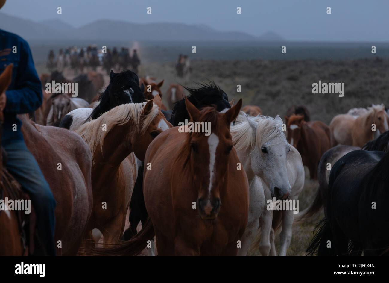 Pferdeherde in Colorado auf staubiger Landschaft. Bewegende Herde ...