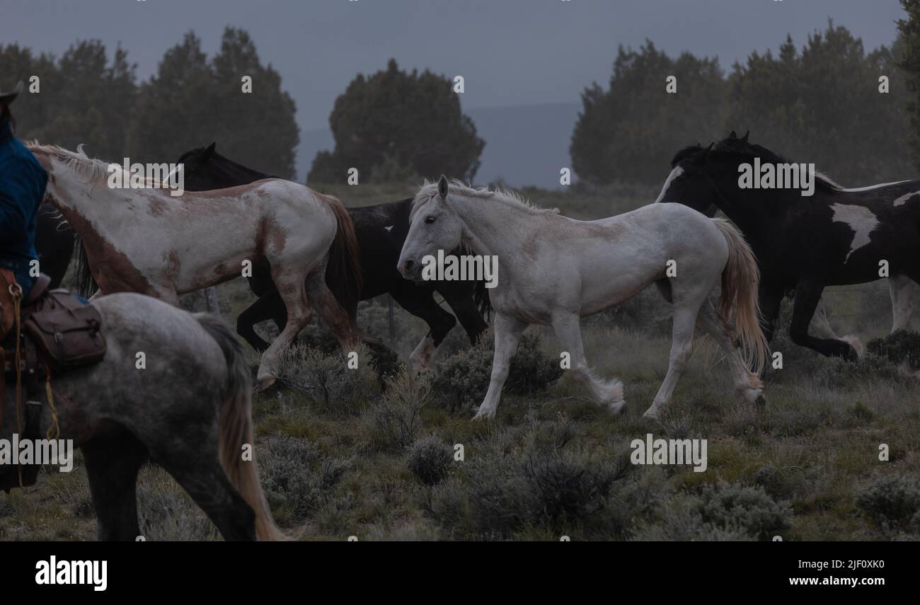 Pferdeherde in Colorado auf staubiger Landschaft. Bewegende Herde ...