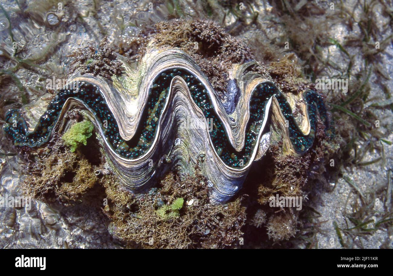 Riesenmuschel (Tridacna gigas) von Green Island, Great Barrier Reef ...