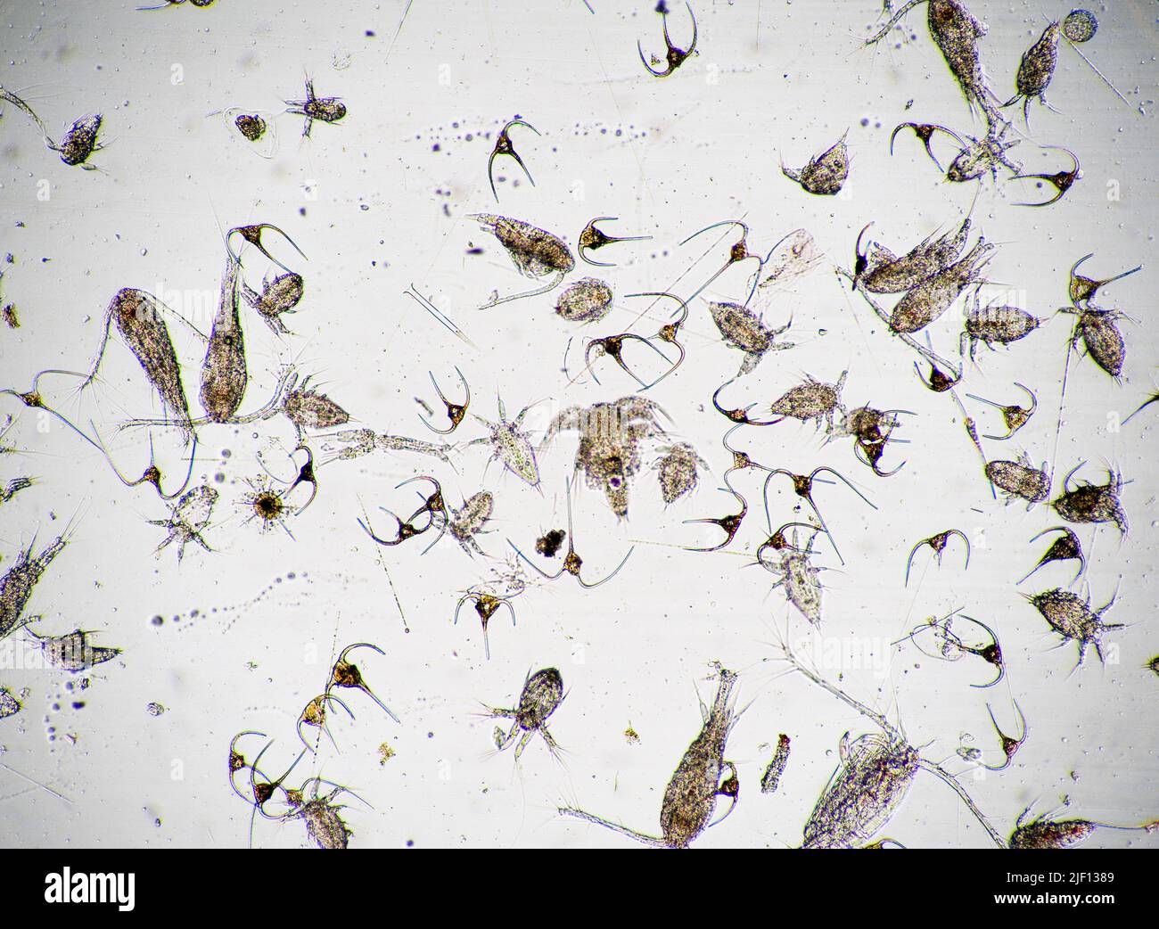 Im August wurde eine vielfältige marine Planktonprobe aus dem Südwesten ...